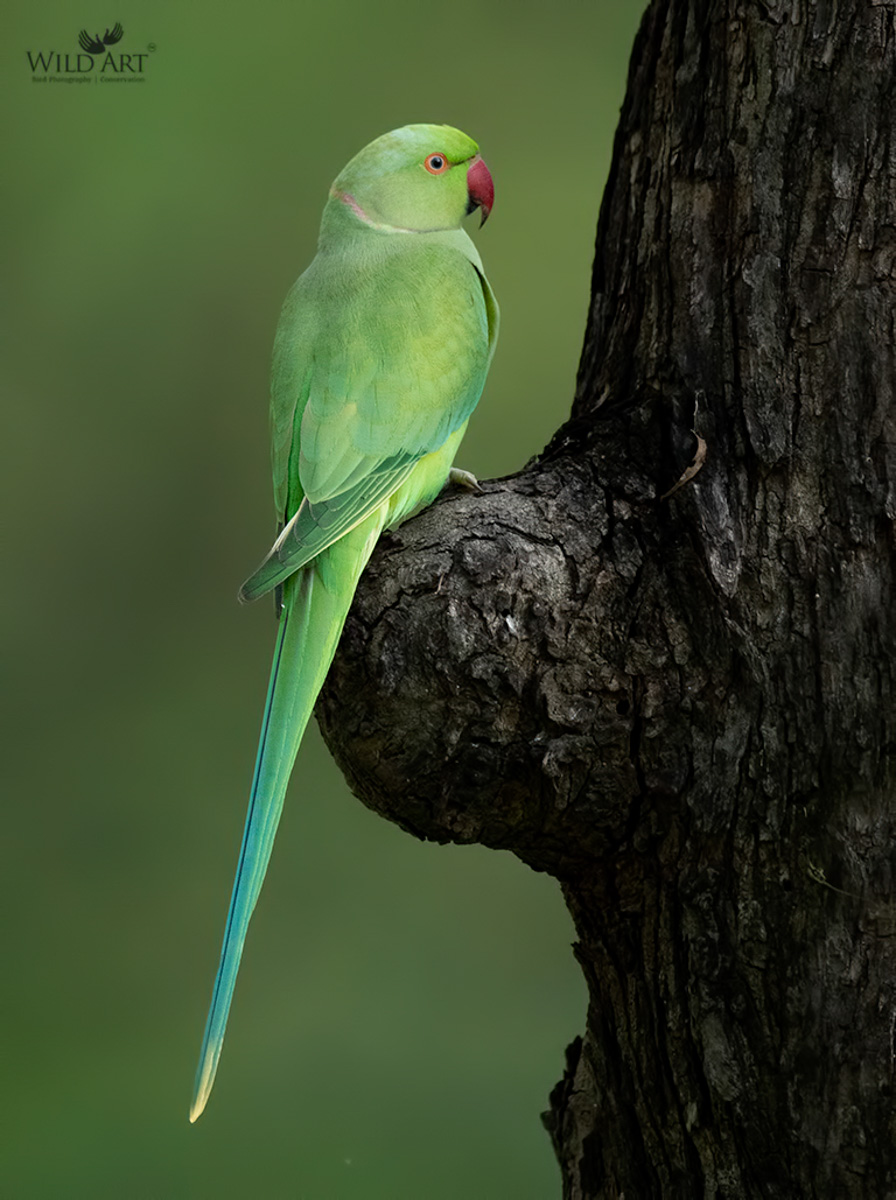 RRP-SP1 - Feather Library